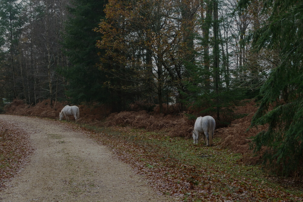 New Forest Cycle Routes - New Forest Cycling Burley