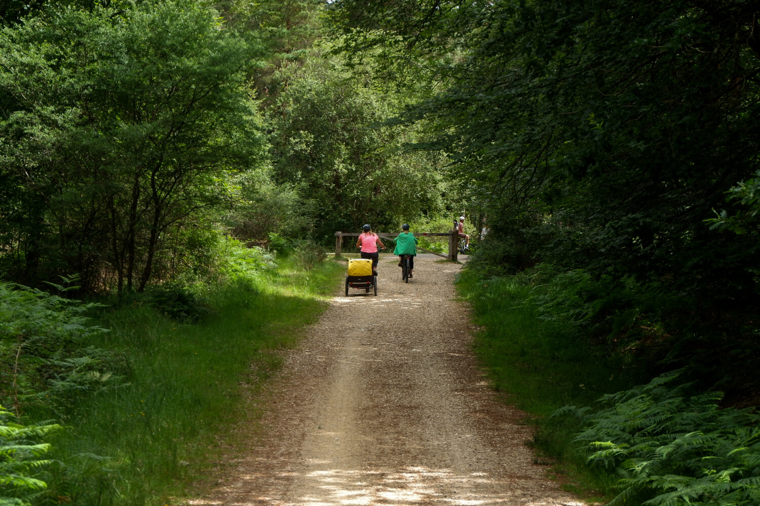 New Forest Cycle Routes - New Forest Cycling Burley